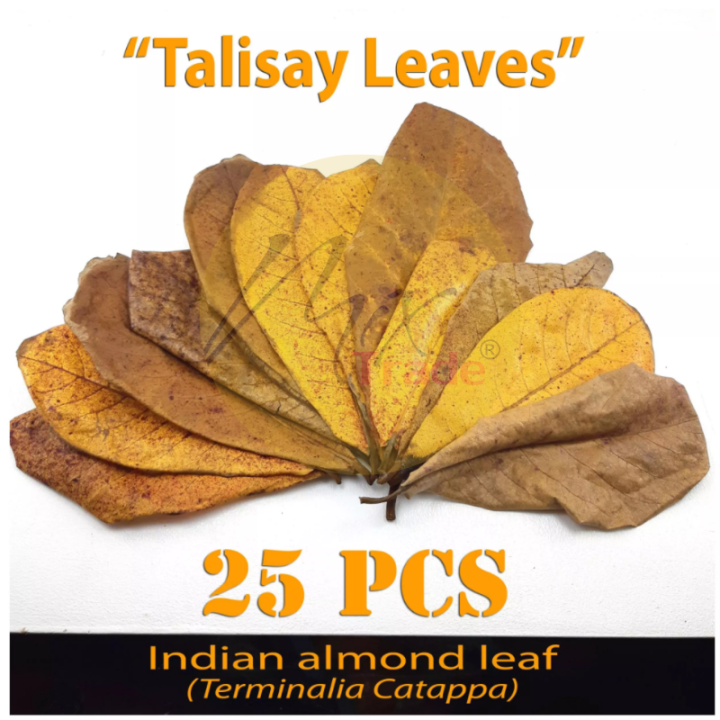 DRIED TALISAY LEAVES 25 pcs Sunbaked Indian Almond Leaves (Terminalia ...