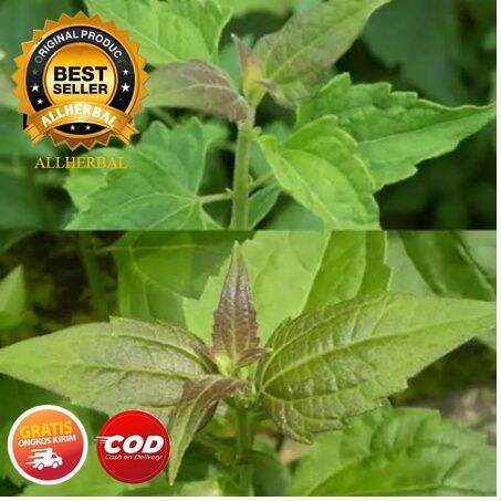 DAUN KIRINYUH 100LEMBAR DAUN KOPASANDA DAUN BALAKACIDA SEGAR | Lazada ...