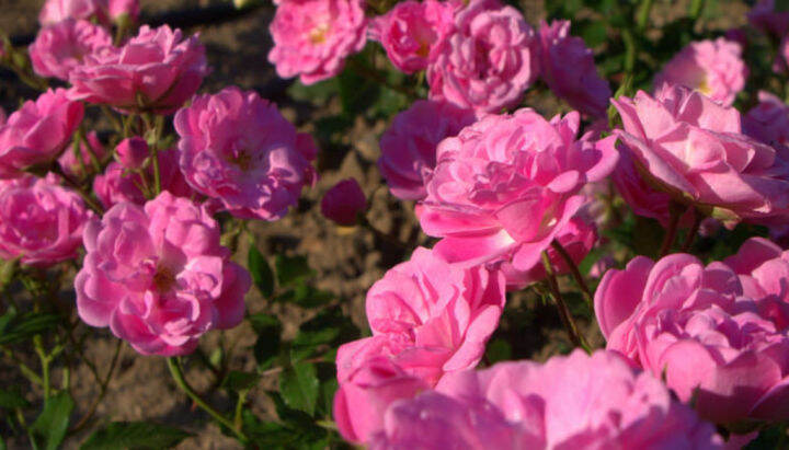 Rose Bulgarian flower petal / powder (Rosa Damascena) Rajapoo pink ...