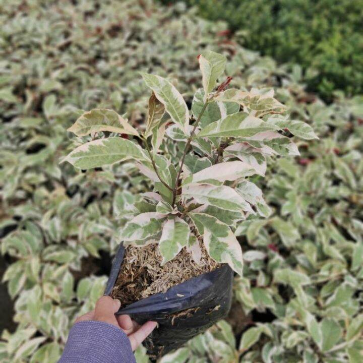 Tanaman Hias Sambang Darah | Lazada Indonesia