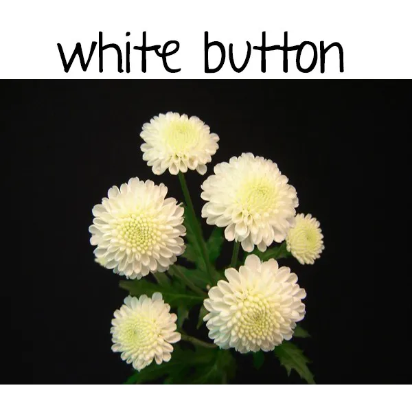 Chrysanthemum white button flower plant seeds | Lazada PH