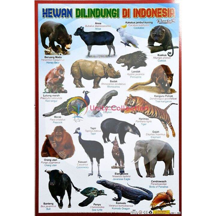 Poster Edukasi Anak Belajar Hewan Dilindungi Di Indonesia | Lazada ...