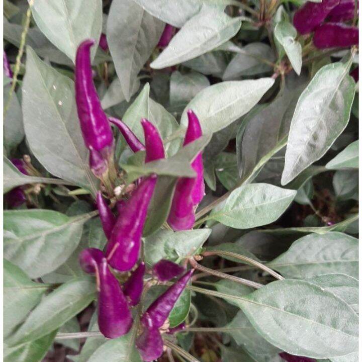 KOREAN PURPLE CHILI PEPPER (FOR LUZON AREA ONLY) | Lazada PH