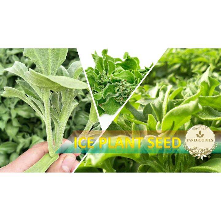 50pcs Seed Crystal Crystalline Ice Plant Vegetable Biji Benih Kristal ...