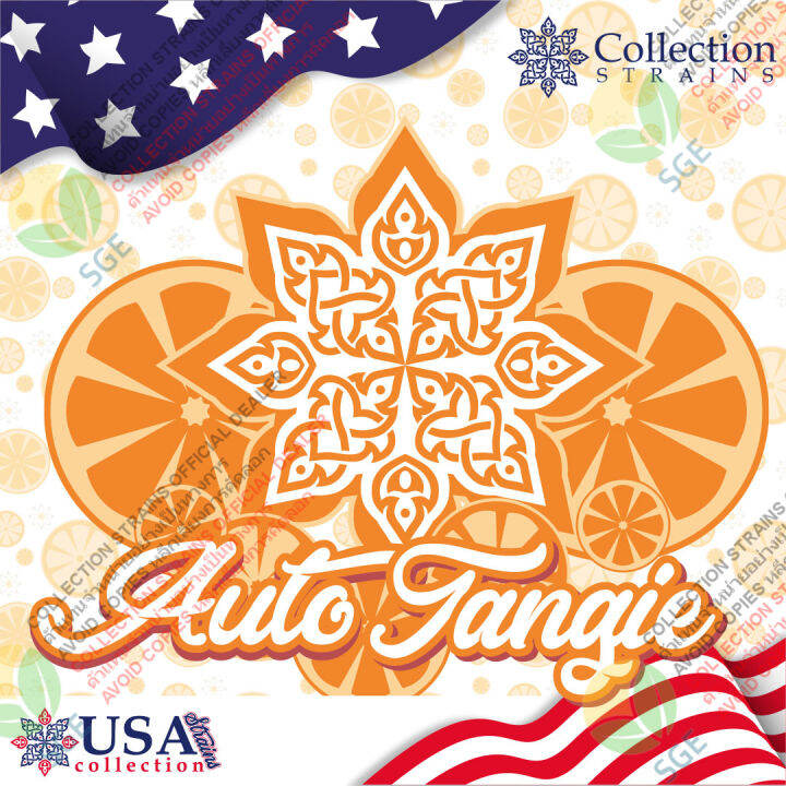 Tangie auto packing for 3 units Collection strains seeds 100% original ...