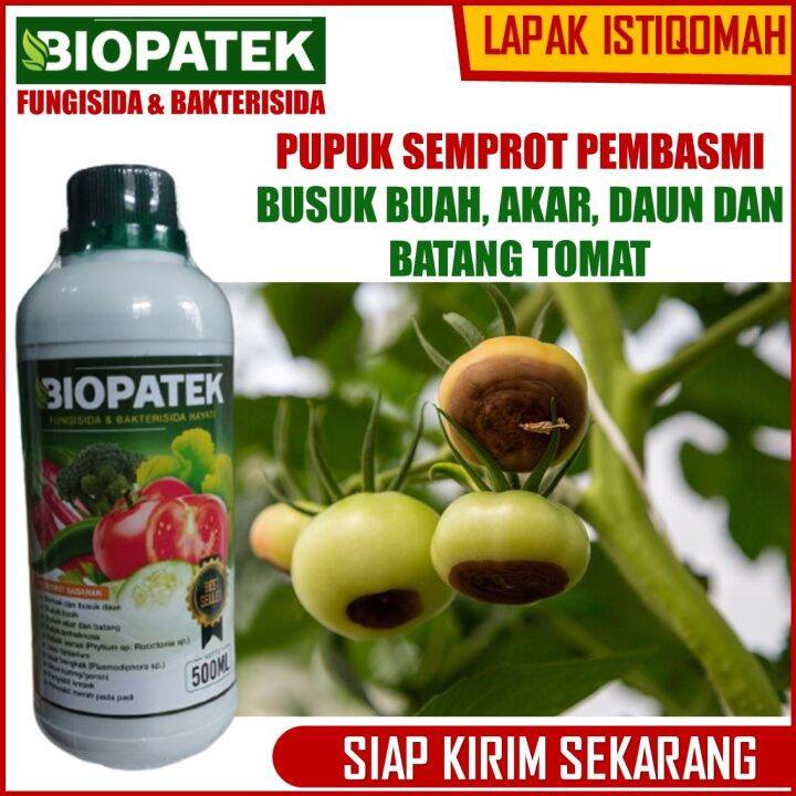 BIOPATEK 500 ML Pupuk Tomat Terbaik Anti Layu Daun, Busuk Akar, Batang ...