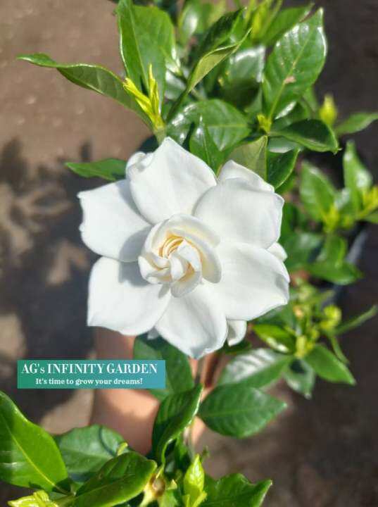 Rosal Plant " Air Purifying Plant with FREE plastic pot, garden soil ...