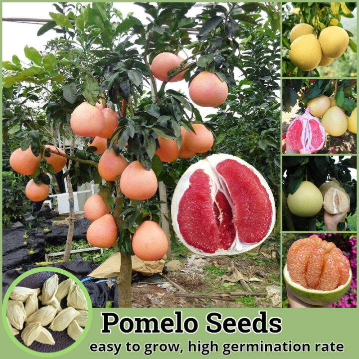 [Fast Growing] Mixed Variety Pomelo Seeds for Sale (25-30 Seeds Per ...