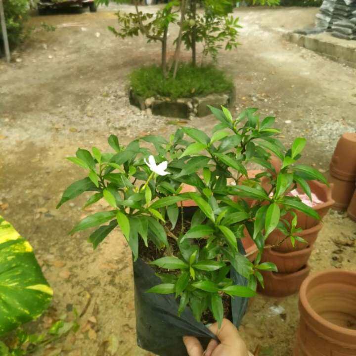 Anikanik Ph - Pandakaki Live Rooted Plant | Lazada PH