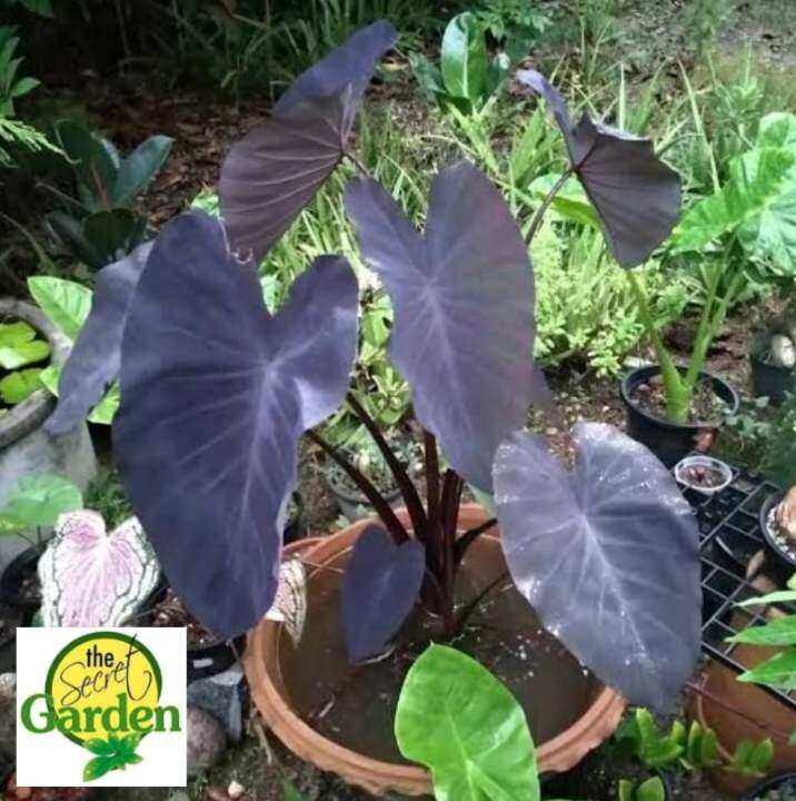 Caladium Black Magic with FREE plastic pot, and garden soil (Semi ...