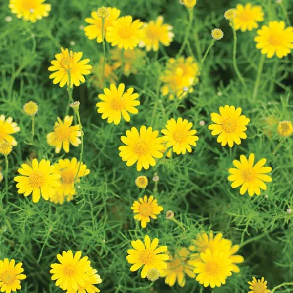 100 เมล็ด เดซี่ดาลเบิร์ก - Dahlberg Daisy | Lazada.co.th