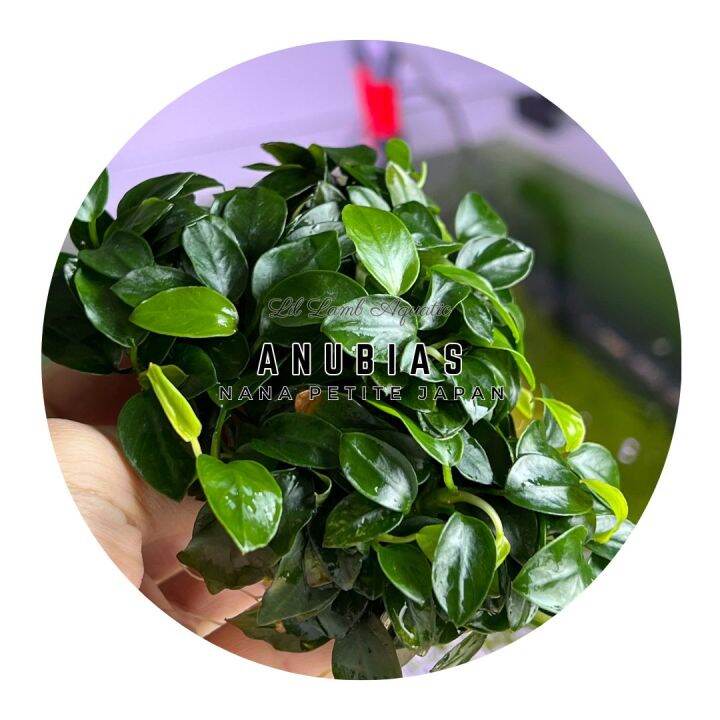 [Aquatic Plant] Anubias Nana Petite Japan Small Mini Leaf Plants Low ...