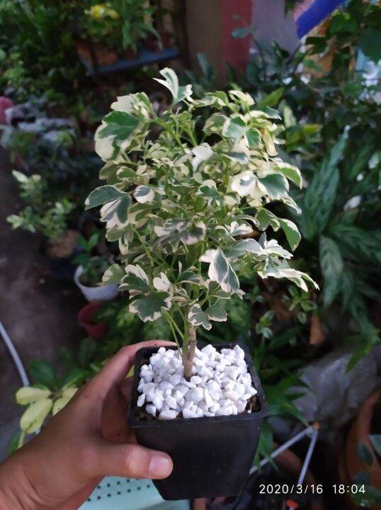 Variegated Papua Kalipay potted plant - either red, black or white ...