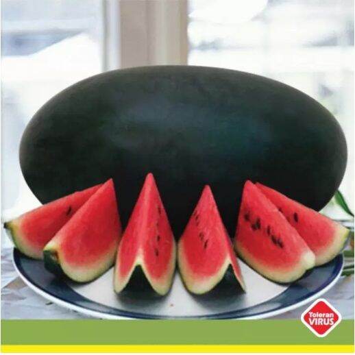 SEMANGKA INUL MERAH 5 biji bibit seed seeds Benih Semangka Inul Merah ... SEMANGKA INUL MERAH 5 biji bibit seed seeds Benih Semangka Inul Merah ...
