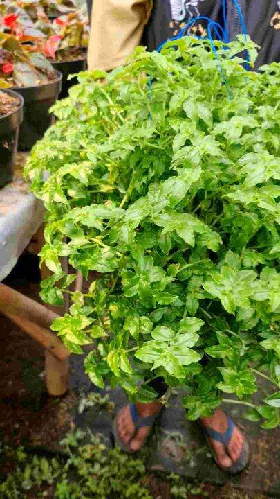 Tanaman Hidup | Ming Ming ( 1 Pot Super Rimbun ) | Lazada Indonesia