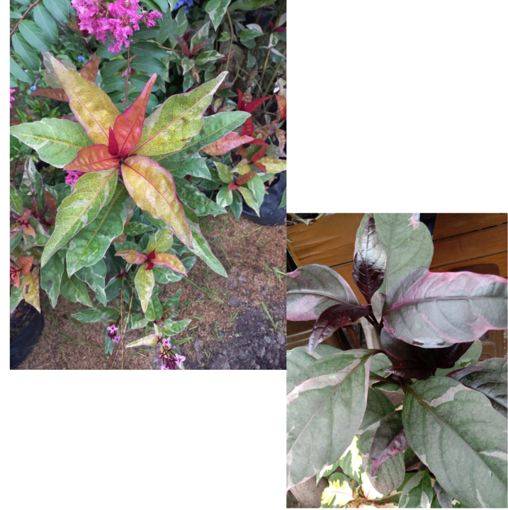 PURPLE FALSE ERANTHEMUM PLANT INDOOR OUTDOOR PLANT REAL OR LIVE PLANT ...