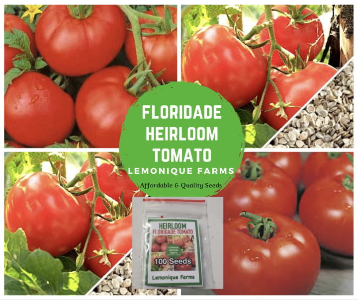 Floridade tomato seeds| Floridade heirloom tomato | Floradade Tomato ...