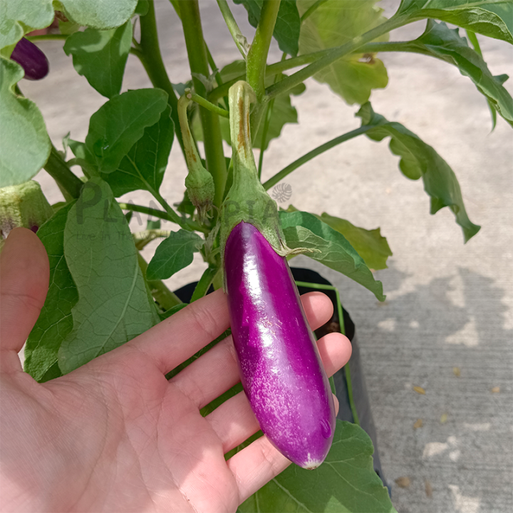[Plantopia] Eggplant | Pokok Terung | 茄子 | Fruiting Plant | 水果植物 ...