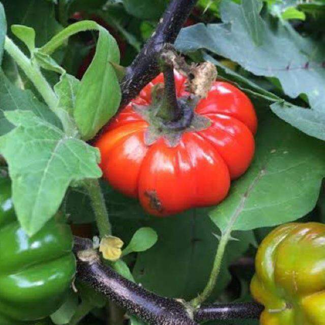 AJDL sellttgb62 Bitter [Likok] Eggplant Seeds [30 seeds] | Lazada PH