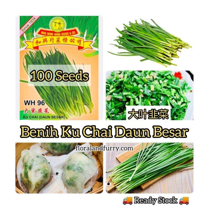 100 biji KuChai Biji Benih Sayur Sayuran Kuchai Daun Besae 韭菜种子 Chives ...