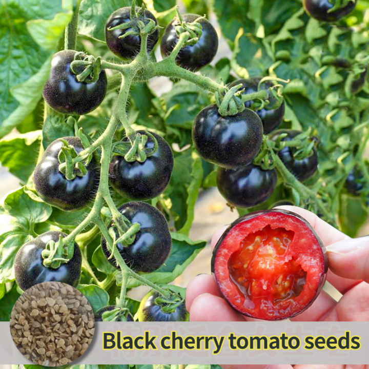 [100% Fresh Seeds] 100pcs Black Cherry Tomato Seeds High-yield Organic Vegetable and Fruit Seeds ...