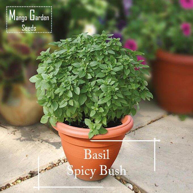 *Dwarf* Spicy Bush Basil Herbs Seeds Seed *Pot Friendly* - Mango Garden ...