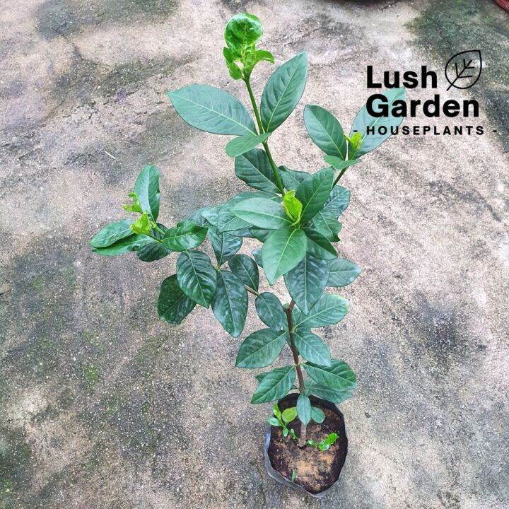 Gardenia jasminoides / Pokok Bunga Gardenia (Bunga Putih) / 栀子花 Outdoor ...