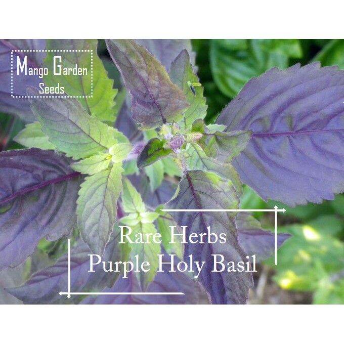 *Super Rare* Purple Holy Basil Herbs Seeds *Pot Friendly* Purple Tulsi ...