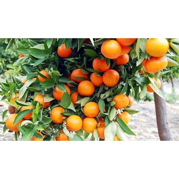 Tanaman buah Jeruk Sunkist / Jeruk iris / jeruk baby pacitan Pohon ...