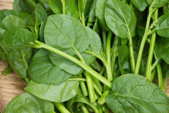 Chinese Big Green Leaf Alugbati Malabar Spinach Variety Vegetable Seeds ...