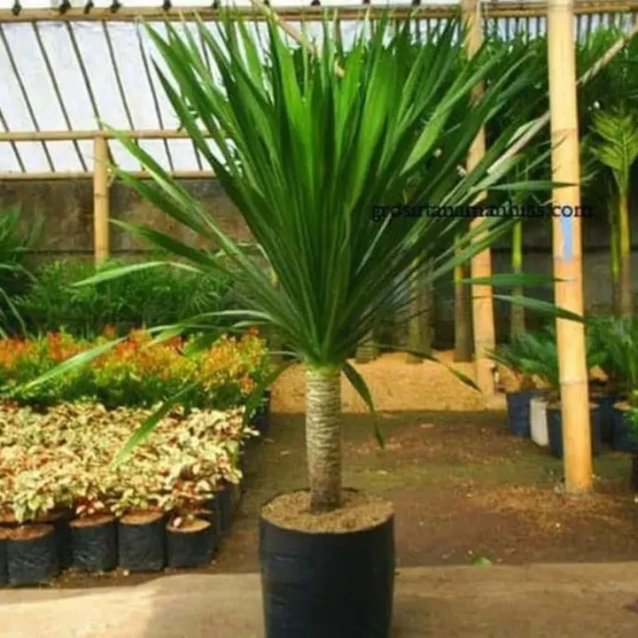 Tanaman PANDAN BALI // Bibit Pandan Bali | Lazada Indonesia