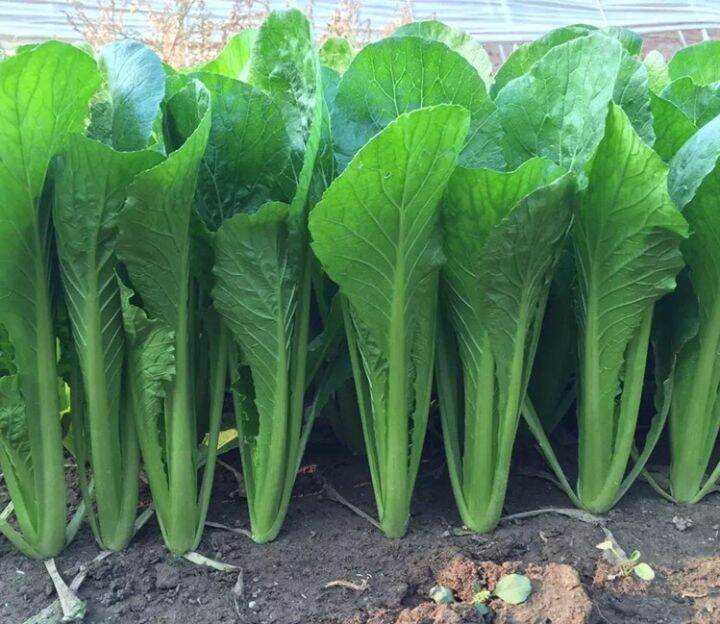 Chinese Ching Chiang Bok Choy / Pak Choi / Pechay Variety Vegetable ...