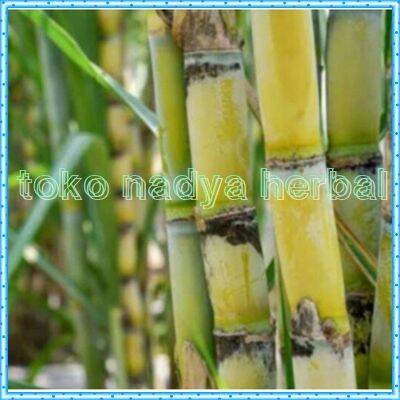 Bibit Tebu Gading atau Tebu Kuning kaya Manfaat | Lazada Indonesia