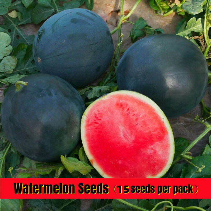 Good Quality Hybrid Black Skin Watermelon Seeds for Planting (15 Seeds ...