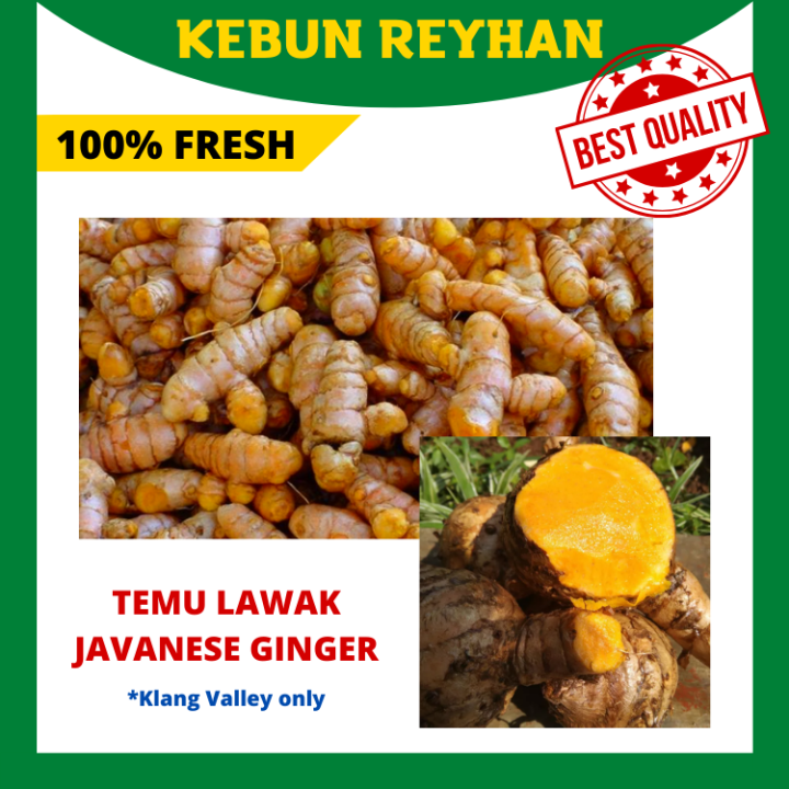 [PRE-ORDER] 100% Fresh Organic 250g Javanese Ginger / Temulawak / Temu ...