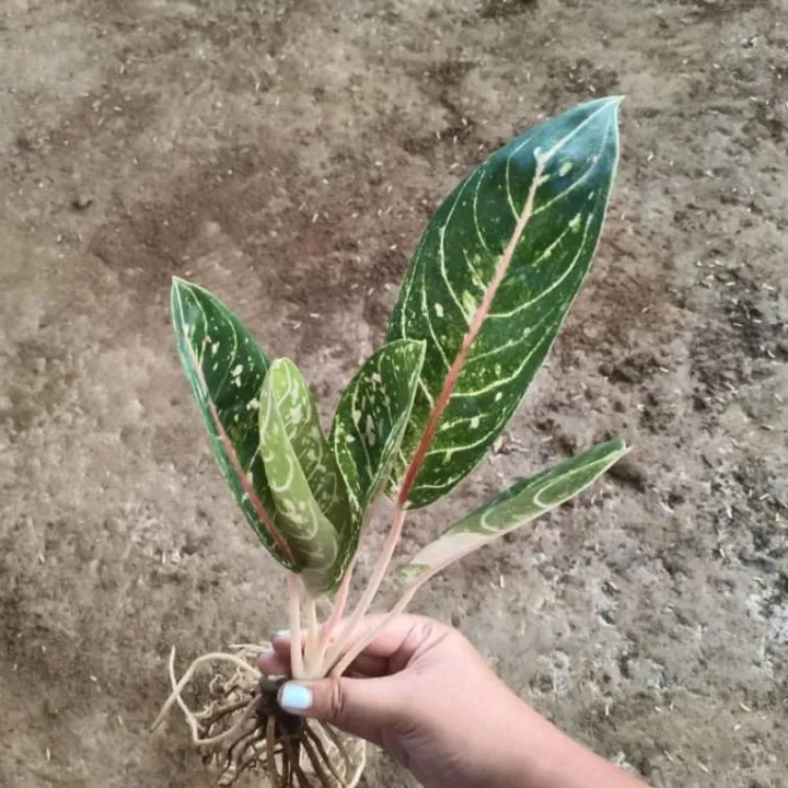 Anikanik Ph - Aglaonema "Doña Carmen" Live Plant seeds | Lazada PH