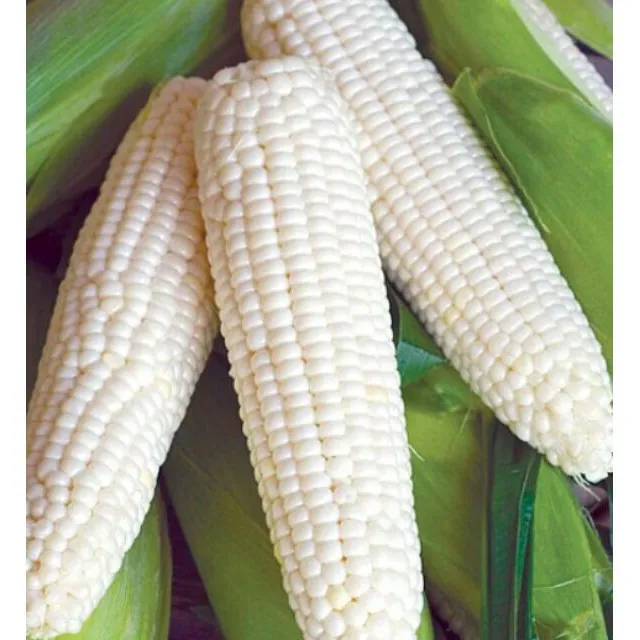 jagung Cameron (White Pearl) Corn Pack of 4 | Lazada