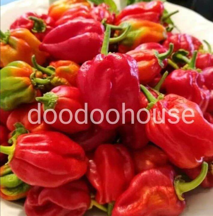 READY STOCK(BUY 1 FREE 1) Benih Pokok Cili Lada Besar / Chili Pepper ...
