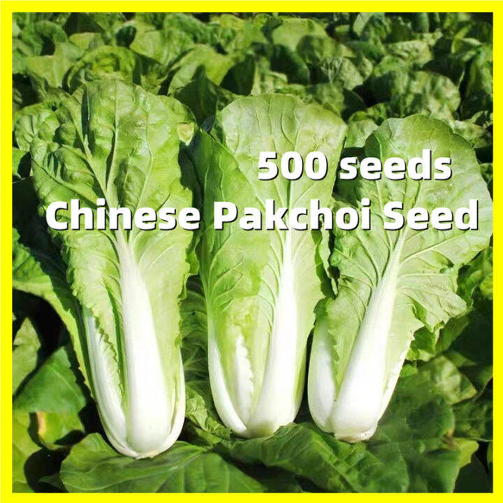 Chinese Pakchoi Seed - 500 Seeds Rapid Pak Choi Vegetable Seeds for ...