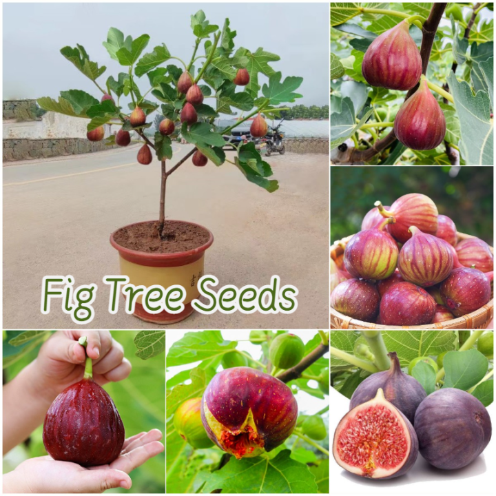 [100% Original Seed] Bonsai Fig Tree Seeds for Planting Fruit Plants ...