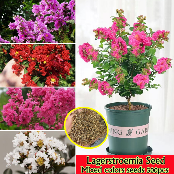 [Arrive Quickly] Mix 300 Seeds Lagerstroemia Seeds Fragrant Flower ...