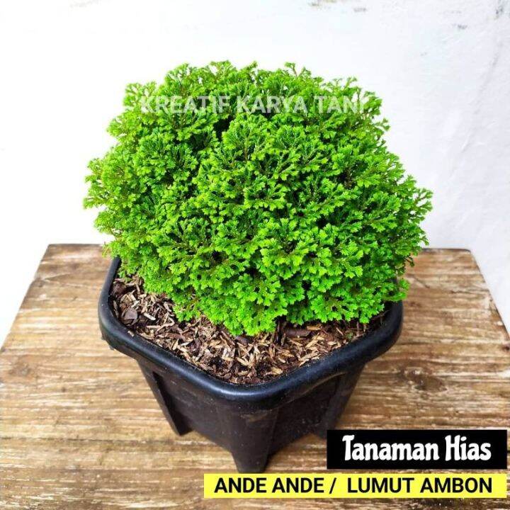 Tanaman hias lumut ambon - Lumut Ambon | Lazada Indonesia