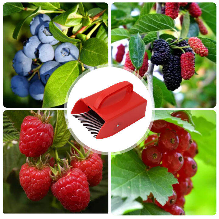 Blueberry Picker Tool Blueberry Picker Efficient With Ergonomic Handle