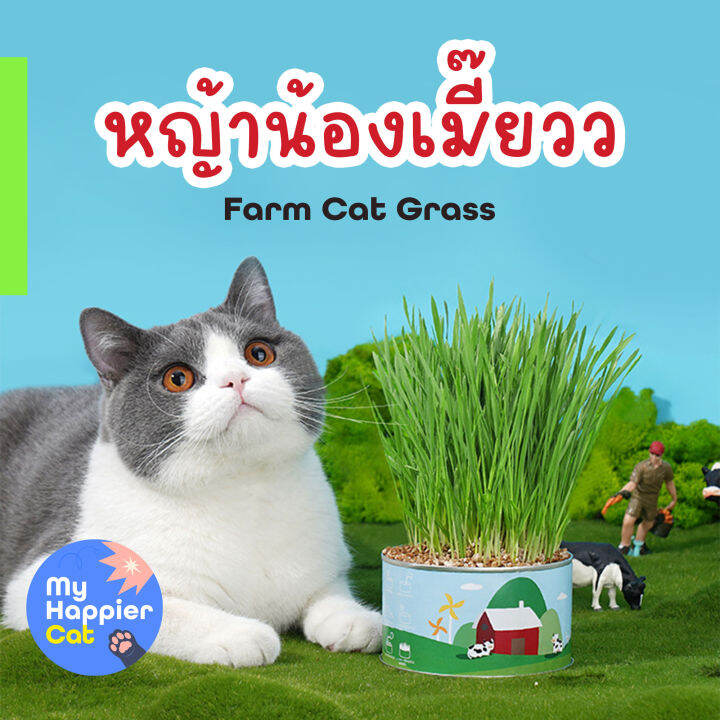 Myhappiercat - Farm Cat Grass หญ้าแมว หญ้าแมวเเบบกระป๋อง เมล็ดพันธุ์ ...