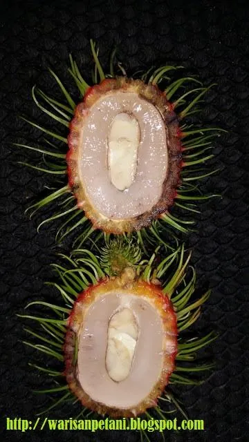 Anak Pokok Rambutan Jarum Emas (Kahwin) Anak Pokok Tanaman Benih Garden ...