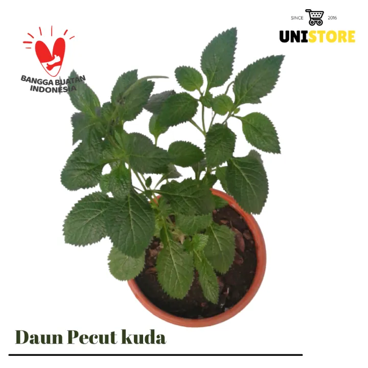 1KG Herbal Daun Pecut Kuda Segar - Daun Jarong - Yu long bian | Lazada ...
