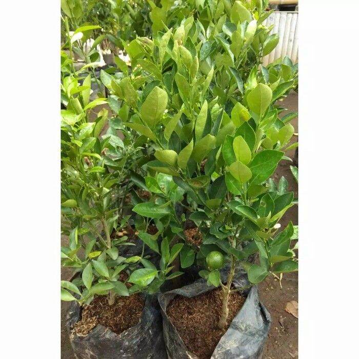 Bibit Tanaman Jeruk Songkit Pohon Buah Jeruk Kunci Jeruk Songkit ... Bibit Tanaman Jeruk Songkit Pohon Buah Jeruk Kunci Jeruk Songkit ...