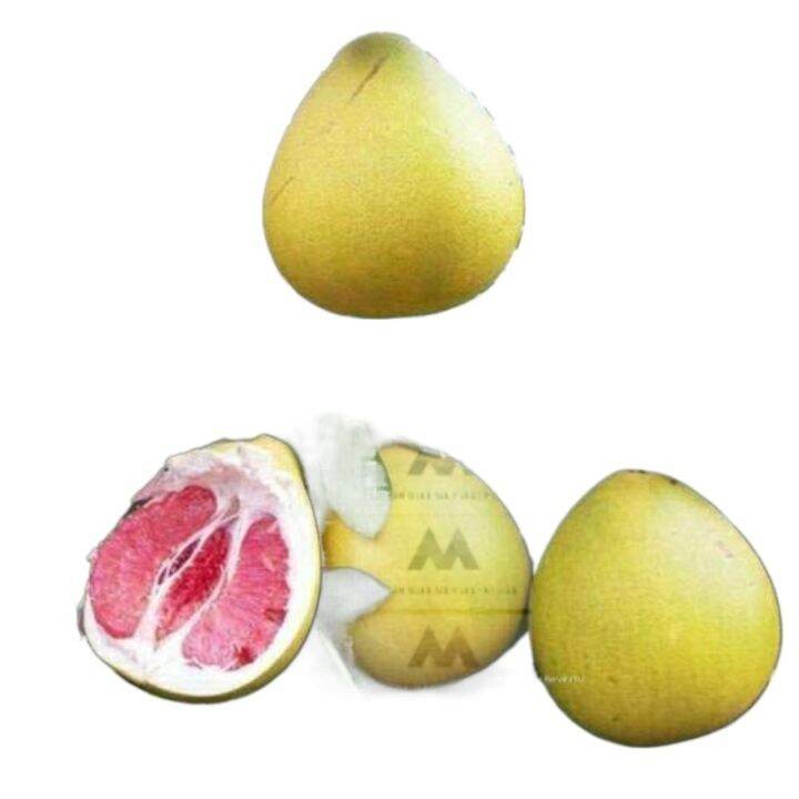 【COD】 GRAFTED Dwarf Pomelo/Suha Davao pink Variety | Lazada PH