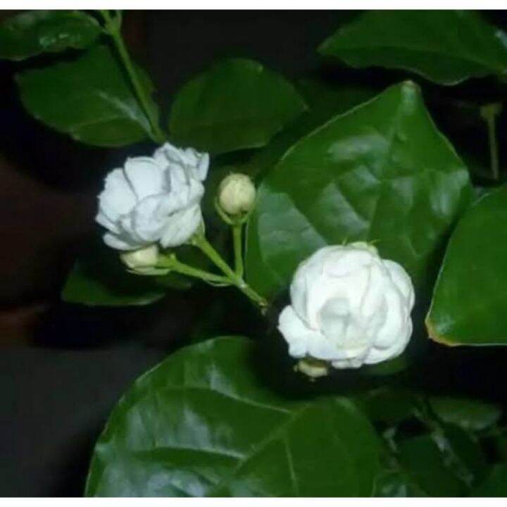 melati tumpuk | Lazada Indonesia