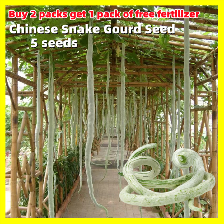 Giant Long Snake Gourd Seeds for Planting - F1 Hybrid Seeds for ...